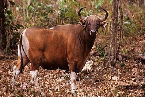 Kouprey | FictionRulezForever Wiki | Fandom