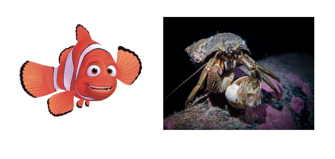 Common Hermit Crab Fictionrulezforever Wiki Fandom