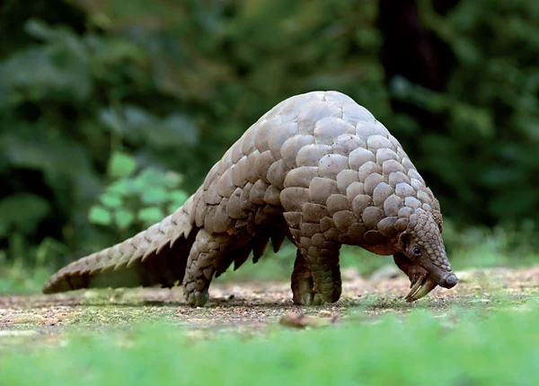 Indian Pangolin | FictionRulezForever Wiki | Fandom