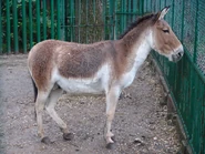 Kiang | FictionRulezForever Wiki | Fandom