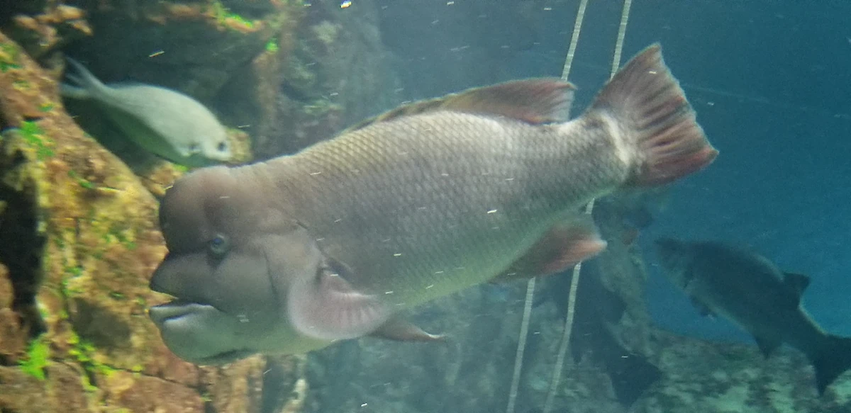 Asian Sheepshead Wrasse | FictionRulezForever Wiki | Fandom