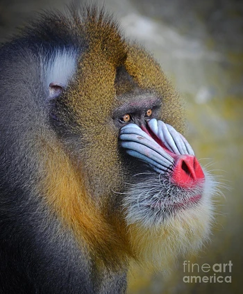 Mandrill | FictionRulezForever Wiki | Fandom