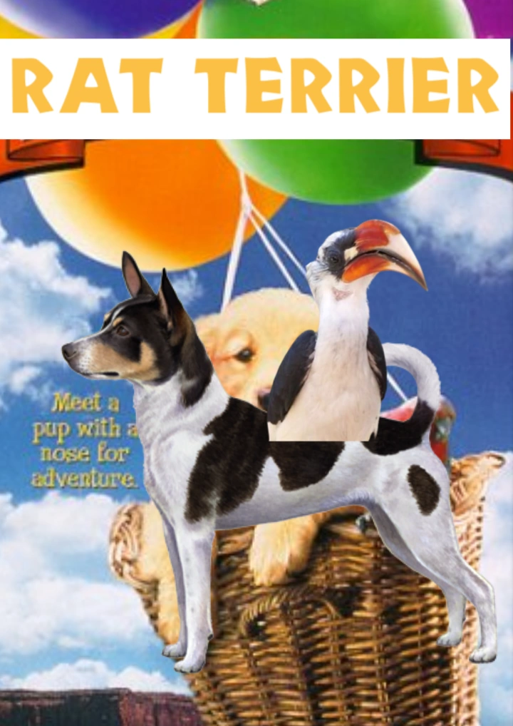 Rat Terrier (Napoleon) | FictionRulezForever Wiki | Fandom