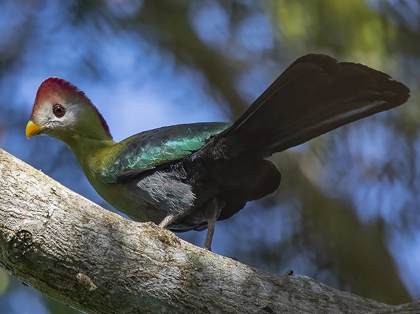 Red-Crested Turaco | FictionRulezForever Wiki | Fandom