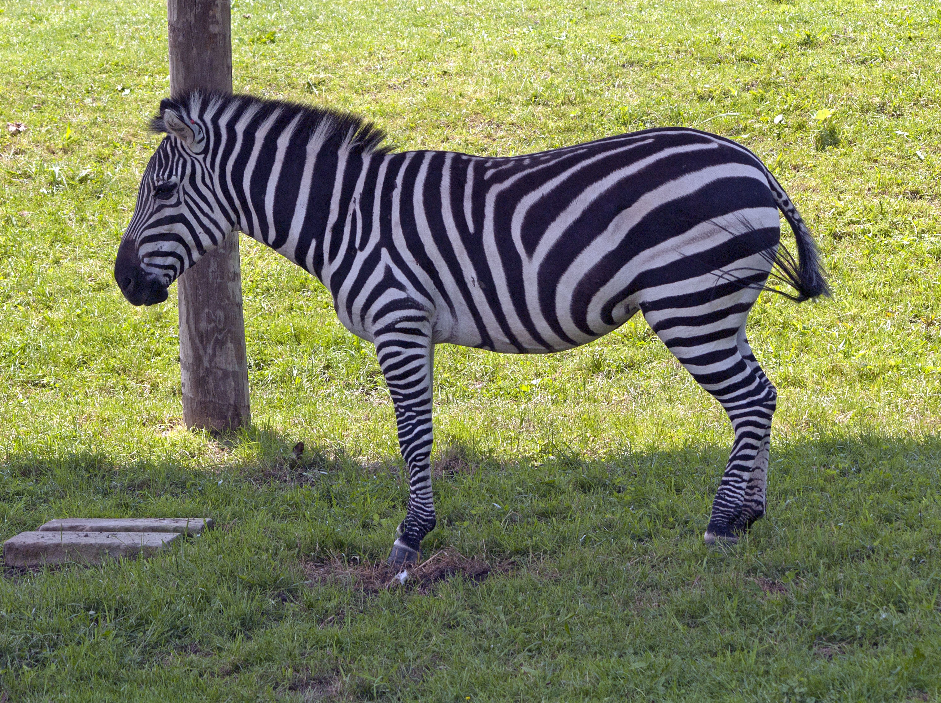 Animaltopia (NatureRules1 and GavenLovesAnimals Style ...