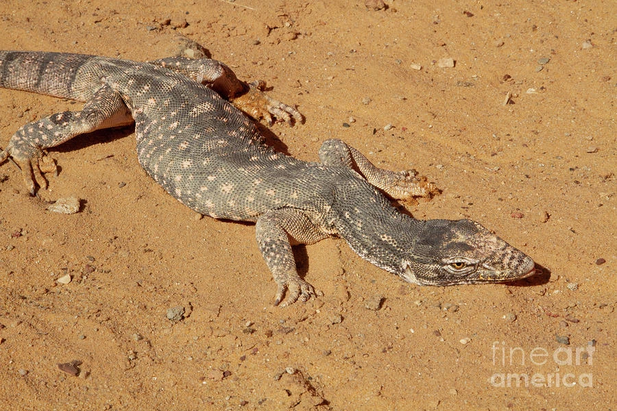 Desert Monitor | FictionRulezForever Wiki | Fandom