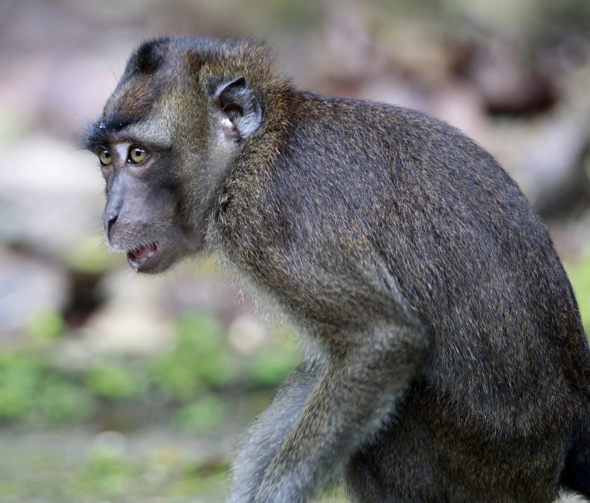 Philippine Long-Tailed Macaque | FictionRulezForever Wiki | Fandom