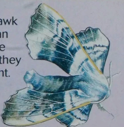 Poplar Hawk-Moth | FictionRulezForever Wiki | Fandom