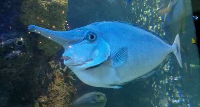 Unicorn Fish | FictionRulezForever Wiki | Fandom