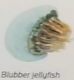 Jelly Blubber | FictionRulezForever Wiki | Fandom