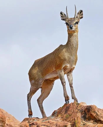 Klipspringer | FictionRulezForever Wiki | Fandom