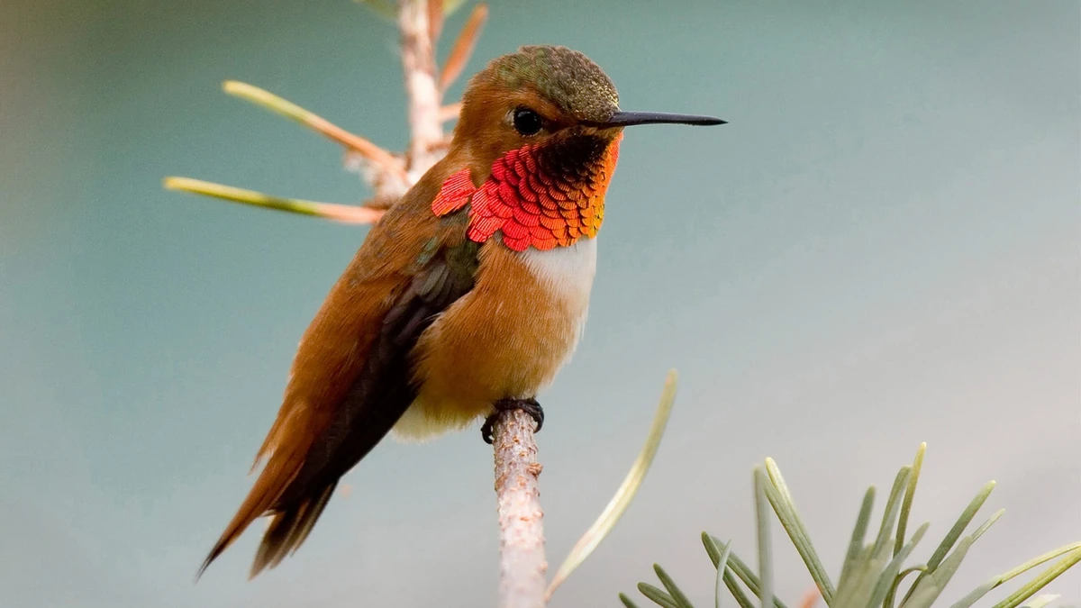 Rufous Hummingbird | FictionRulezForever Wiki | Fandom