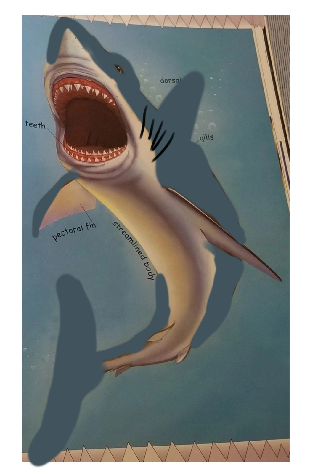 List of Species in Scary Creatures Sharks | FictionRulezForever Wiki ...