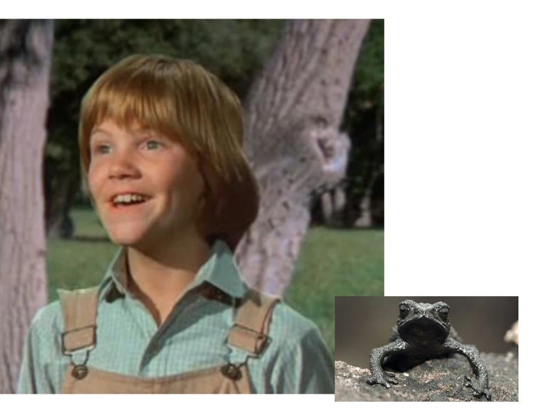 Pebble Toad | FictionRulezForever Wiki | Fandom