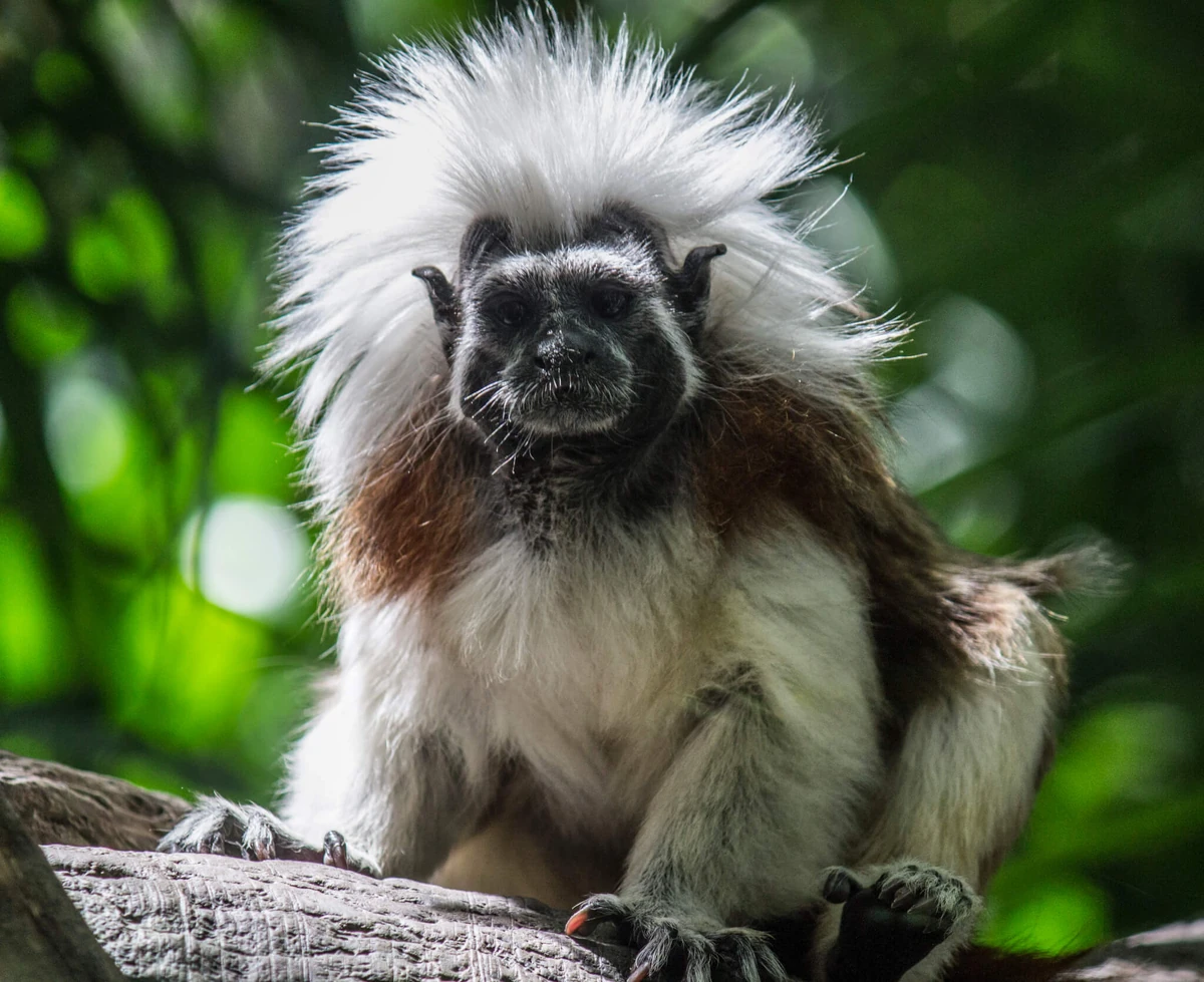 Cotton-Top Tamarin | FictionRulezForever Wiki | Fandom
