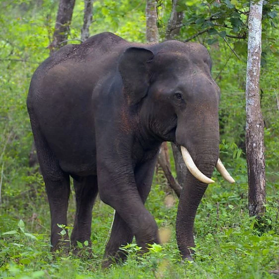 Asian Elephant | FictionRulezForever Wiki | Fandom