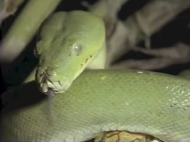 The Mixed-Up Tree Python | FictionRulezForever Wiki | Fandom