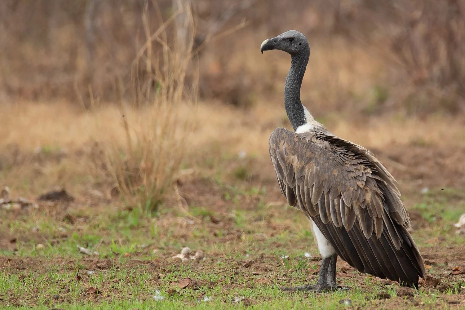 Slender Billed Vulture