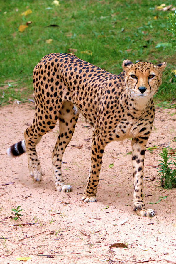 Northwest African Cheetah Fictionrulezforever Wiki Fandom