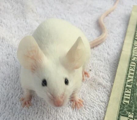 Fancy Mouse | FictionRulezForever Wiki | Fandom