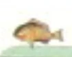 Malabar Blood Snapper | FictionRulezForever Wiki | Fandom