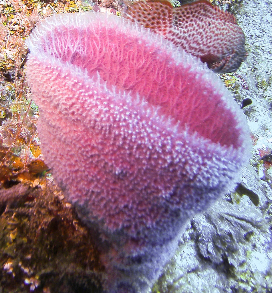 Pink Vase Sponge Fictionrulezforever Wiki Fandom
