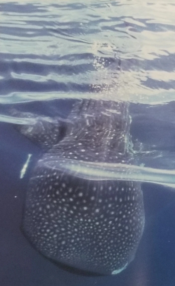 Fishes | FictionRulezForever Wiki | Fandom