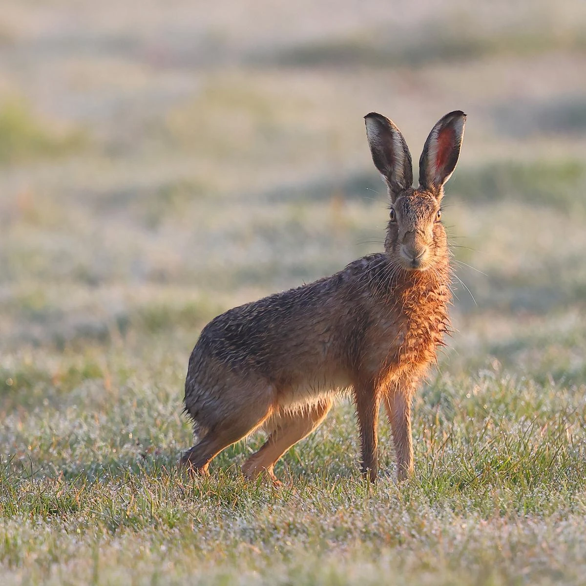 European Hare | FictionRulezForever Wiki | Fandom