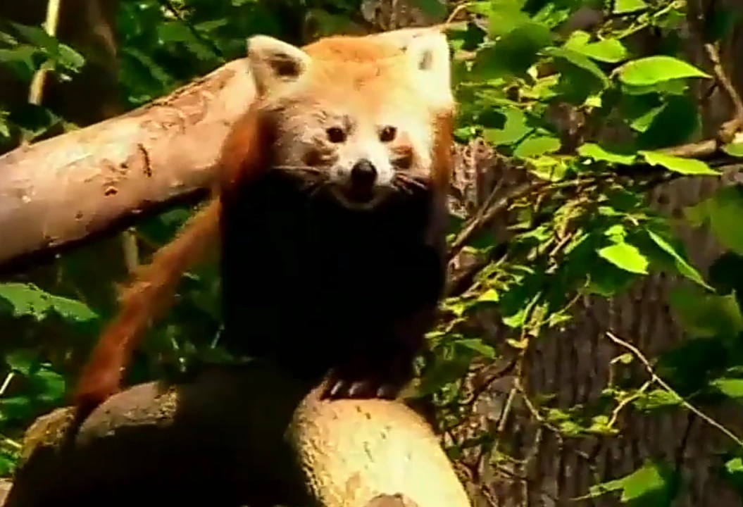 Kung Fu Red Panda | FictionRulezForever Wiki | Fandom