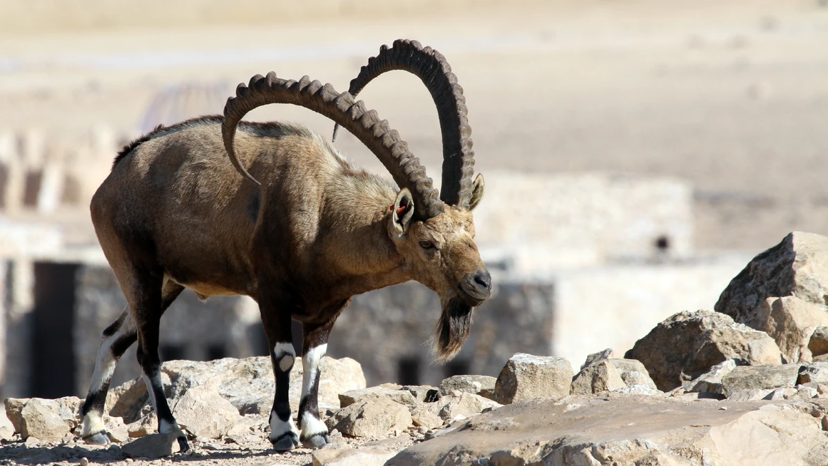 Nubian Ibex | FictionRulezForever Wiki | Fandom