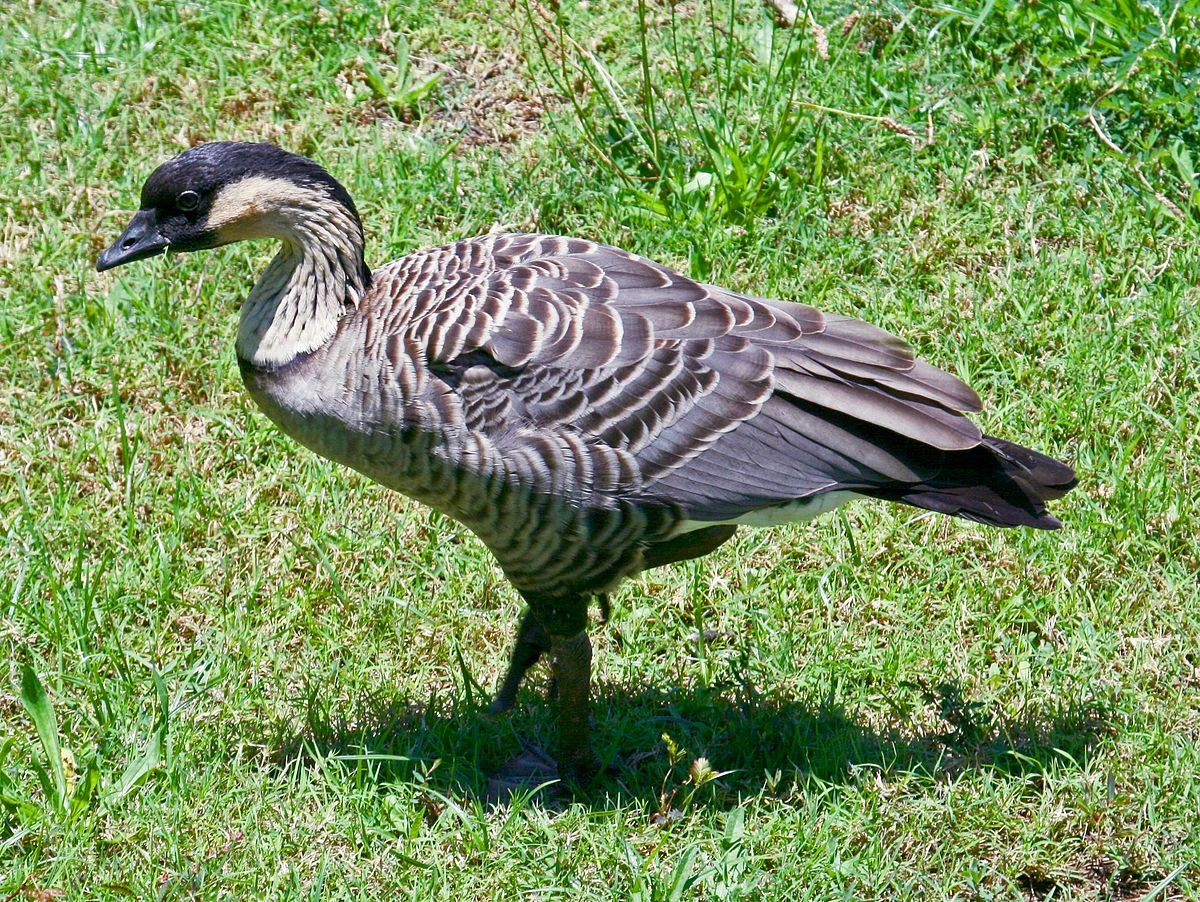 Nene | FictionRulezForever Wiki | Fandom