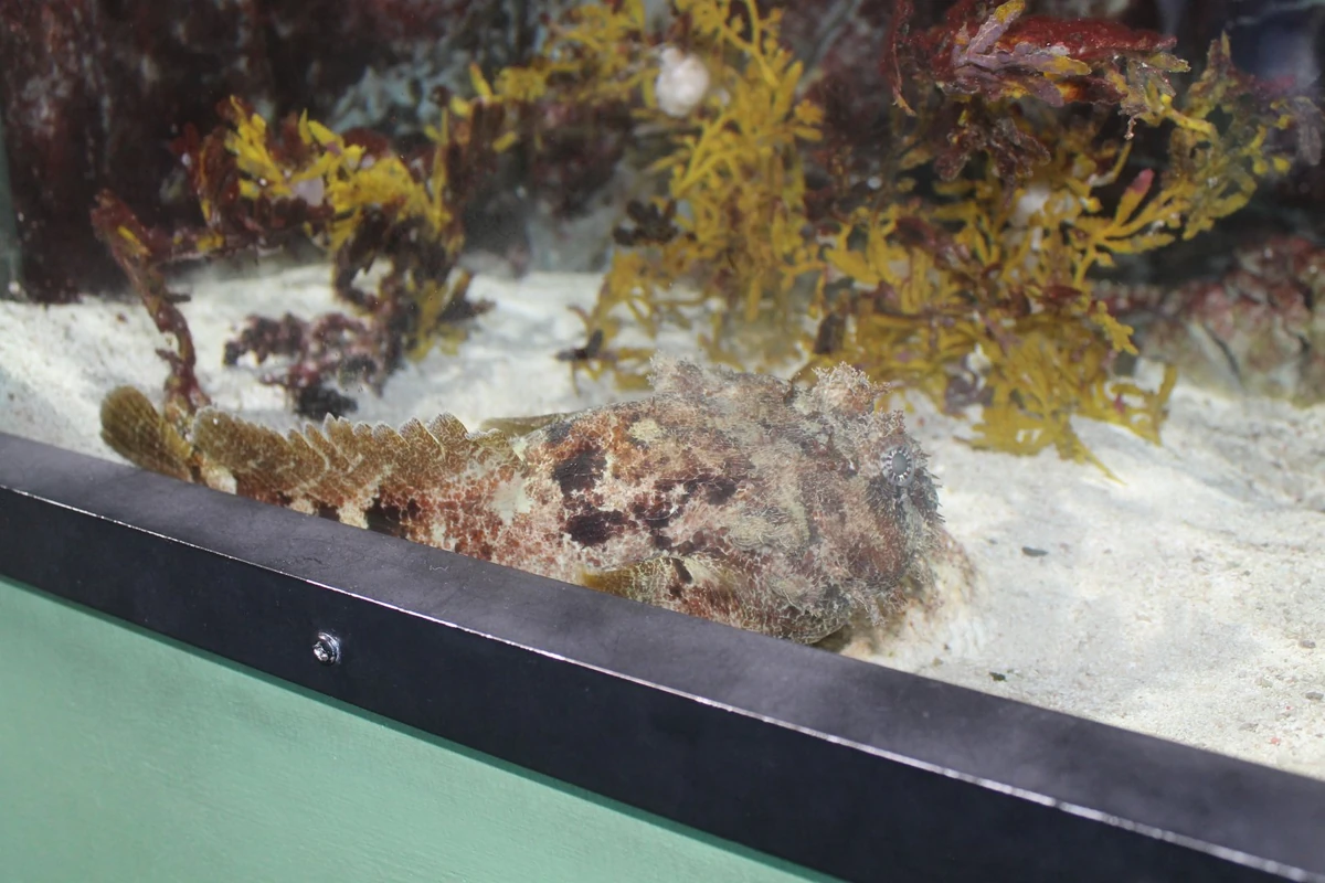 Banded Toadfish | FictionRulezForever Wiki | Fandom