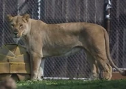The Lion King (NatureRules1/GavenLovesAnimals Style ...