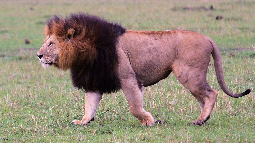 The Wild (NatureRules1 and GavenLovesAnimals Style ...