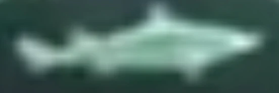 Roughskin Spurdog | FictionRulezForever Wiki | Fandom