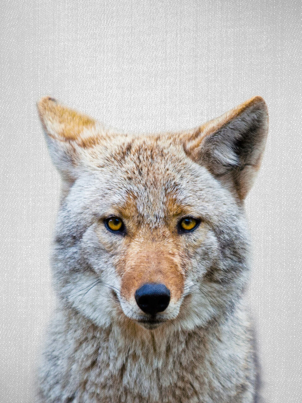 Coyote | FictionRulezForever Wiki | Fandom
