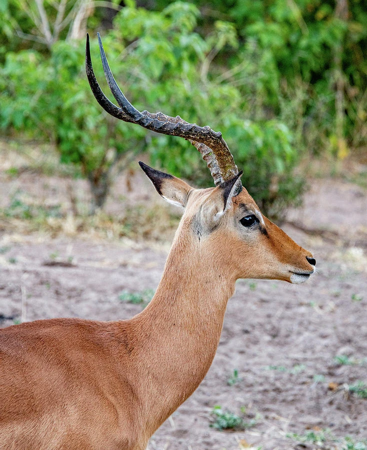 Impala | FictionRulezForever Wiki | Fandom