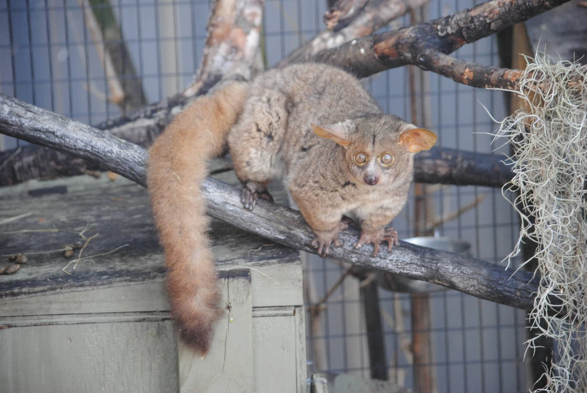 Brown Greater Galago | FictionRulezForever Wiki | Fandom