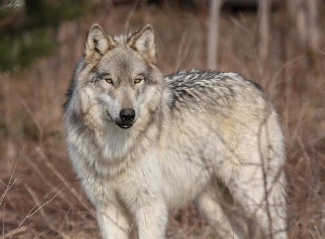 Great Plains Wolf | FictionRulezForever Wiki | Fandom