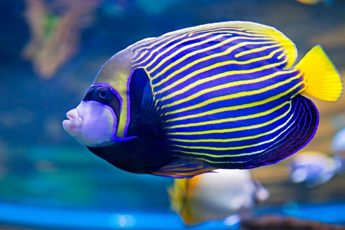 Emperor Angelfish | FictionRulezForever Wiki | Fandom