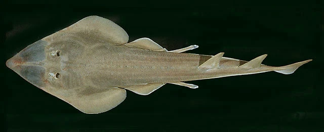 Halavi Guitarfish | FictionRulezForever Wiki | Fandom