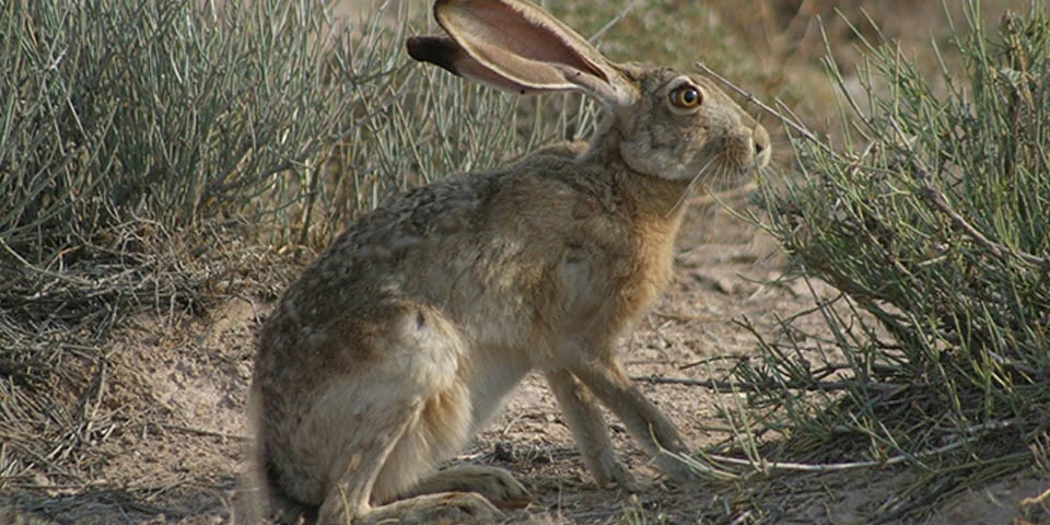 Black-Tailed Jackrabbit/Gallery | FictionRulezForever Wiki | Fandom