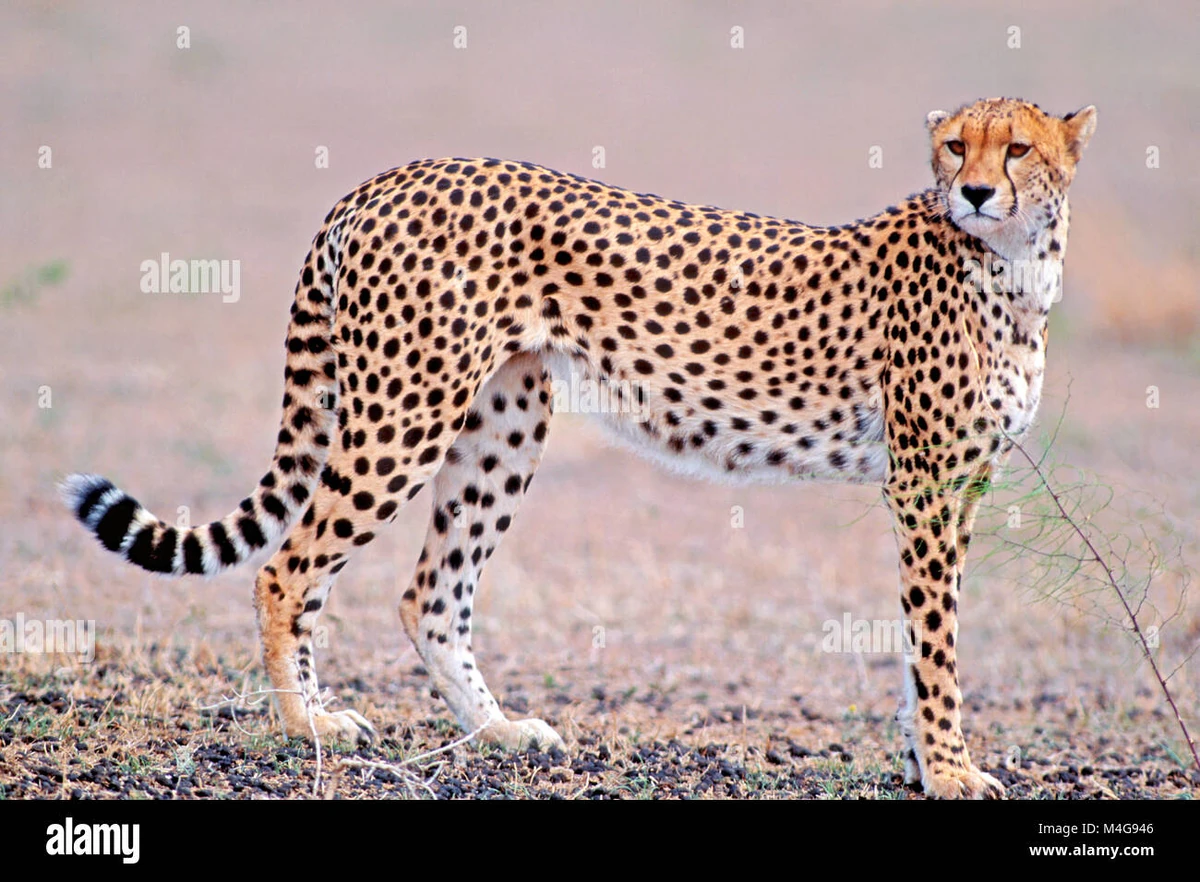 Cheetah/Gallery | FictionRulezForever Wiki | Fandom