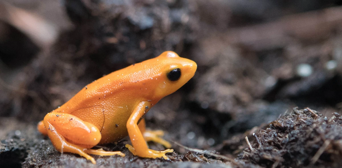 Golden Mantella | FictionRulezForever Wiki | Fandom