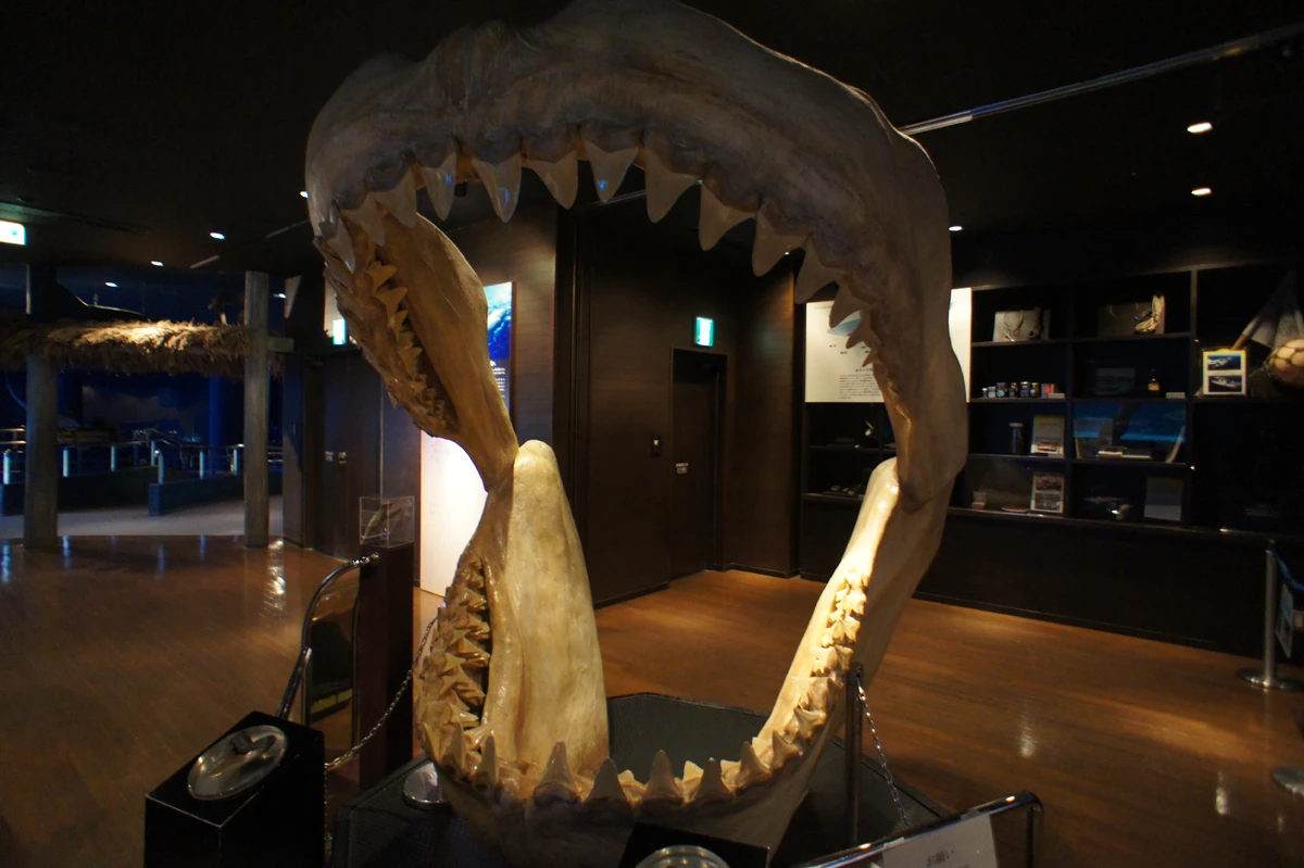 Megalodon | FictionRulezForever Wiki | Fandom