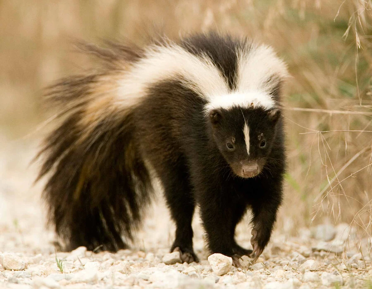Striped Skunk Fictionrulezforever Wiki Fandom