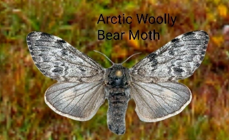 Arctic Woolly Bear Moth | FictionRulezForever Wiki | Fandom