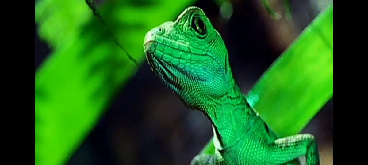 The Mixed-Up Basilisk | FictionRulezForever Wiki | Fandom