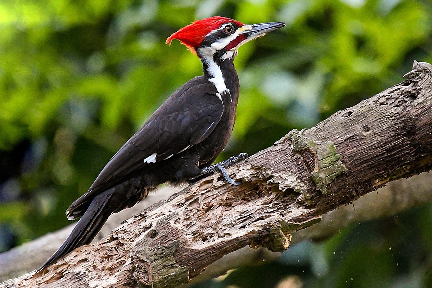 Pileated Woodpecker Fictionrulezforever Wiki Fandom