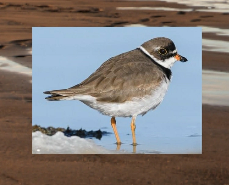Semipalmated Plover | FictionRulezForever Wiki | Fandom